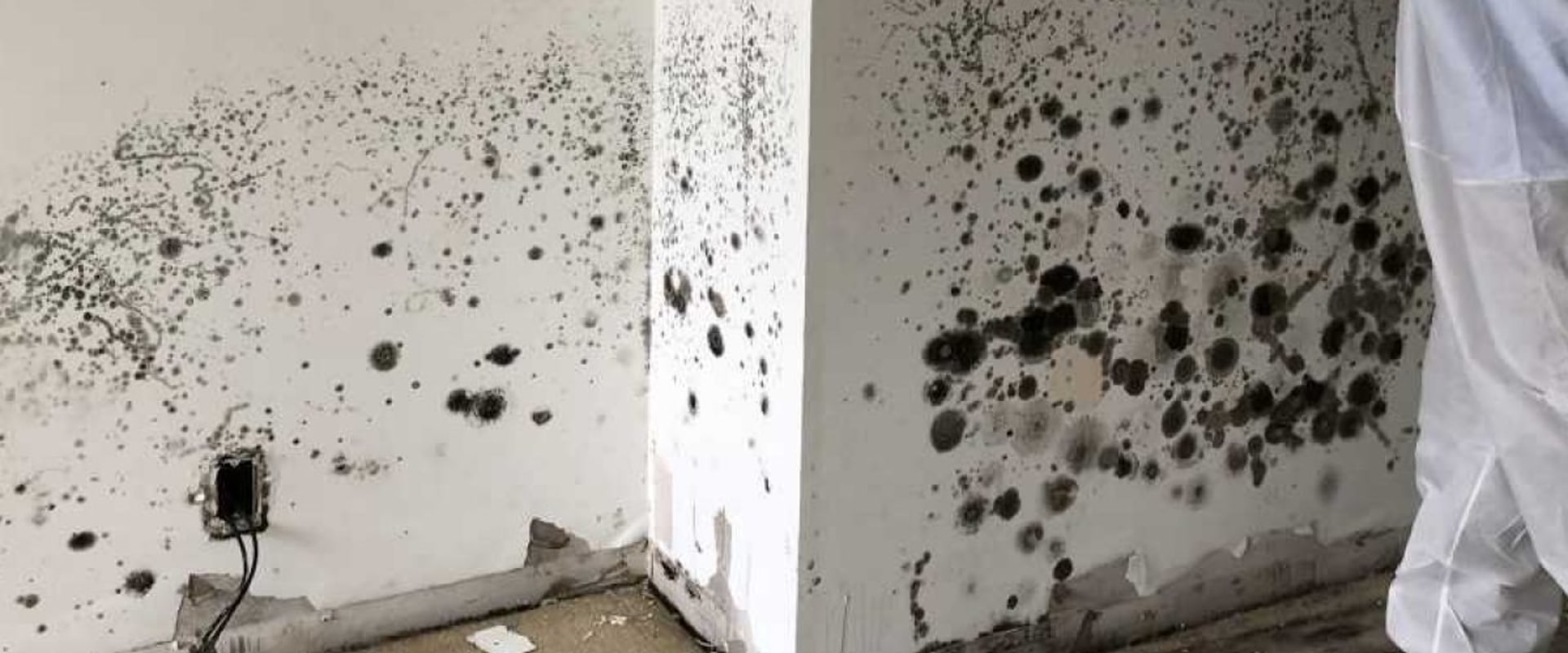 What is proper mold remediation?
