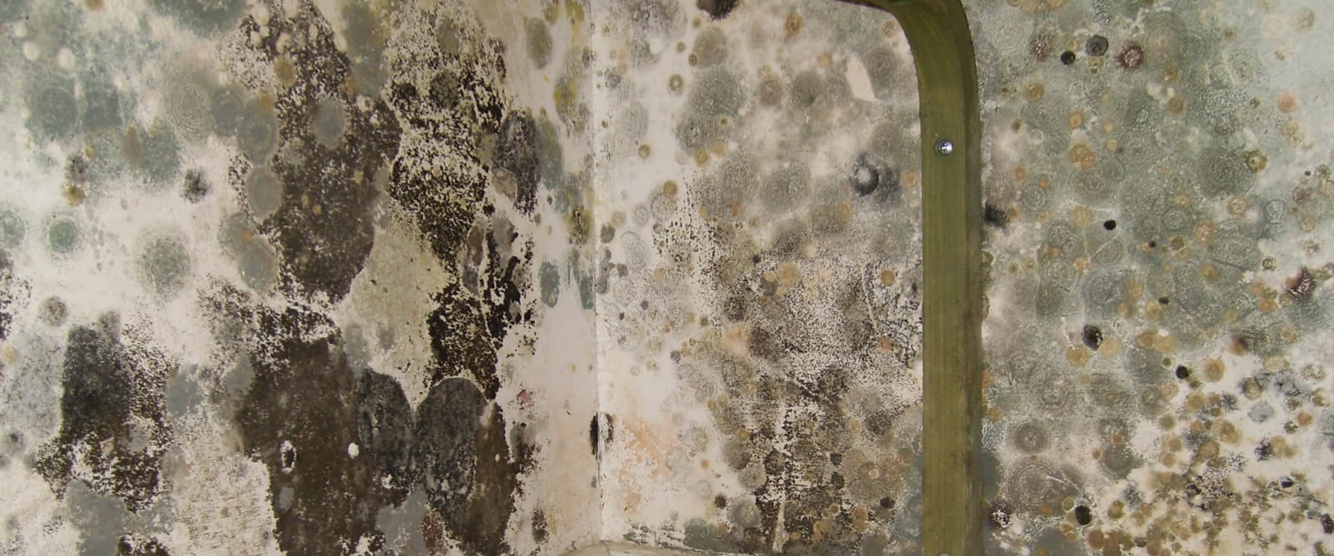 What removes mold permanently?